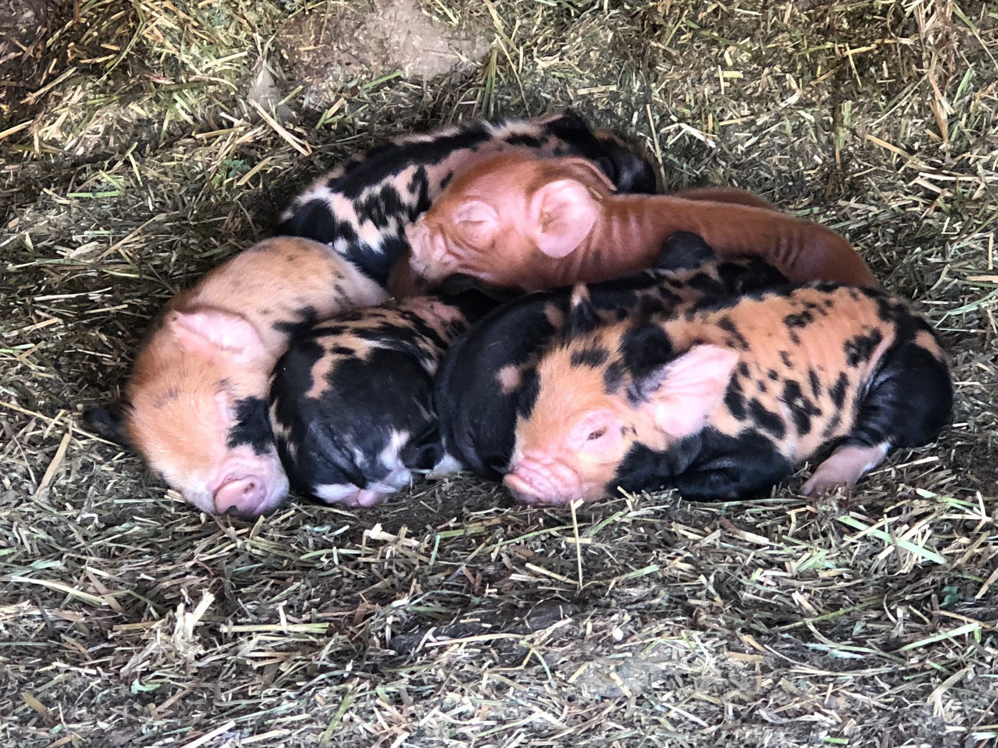 The Perfect Pig for Our Pastures – Rural Roots Ranch